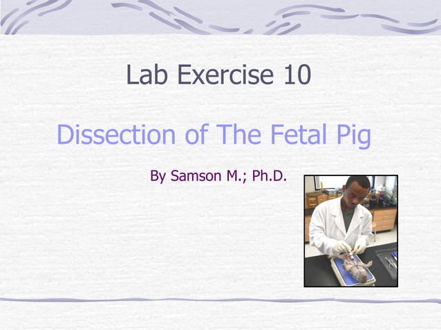 Dissection of Fetal Pig | PPT | Lung and Respiratory Health | Diseases ...