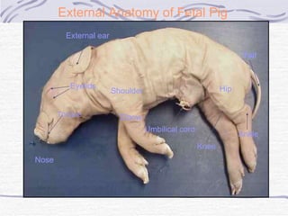 Dissection of Fetal Pig | PPT
