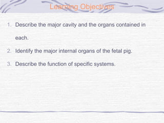 Dissection of Fetal Pig | PPT