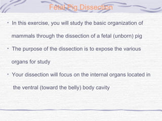 Dissection of Fetal Pig | PPT