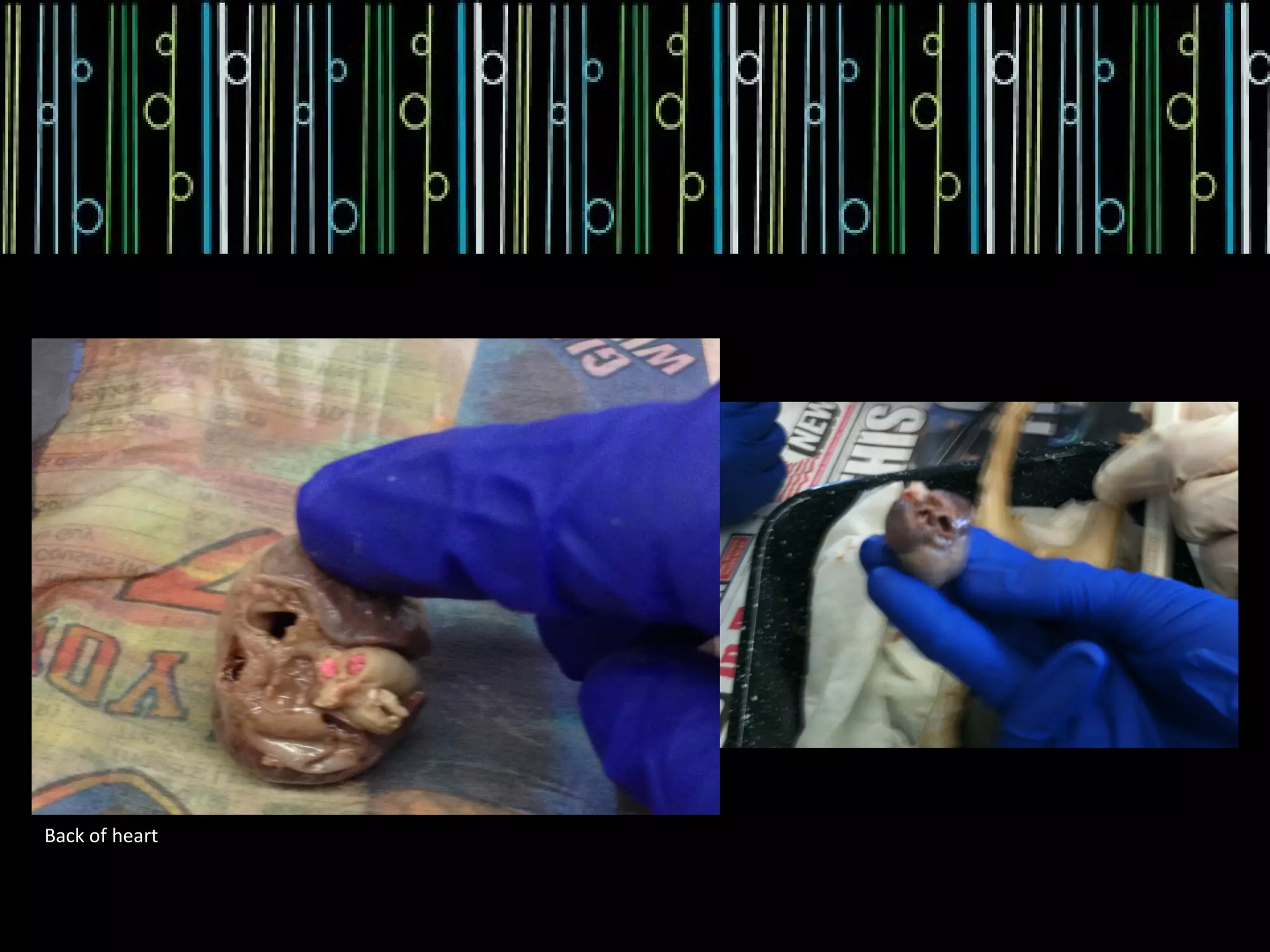 Circulatory System - Dissection of a fetal pig | PPT