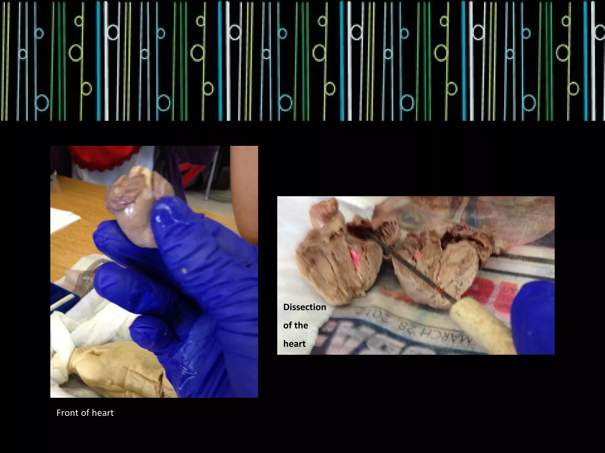 Circulatory System - Dissection of a fetal pig | PPT