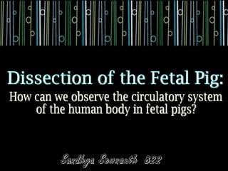 Circulatory System - Dissection of a fetal pig | PPT