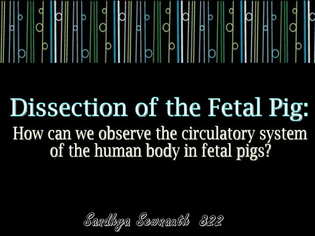 Circulatory System - Dissection of a fetal pig | PPT