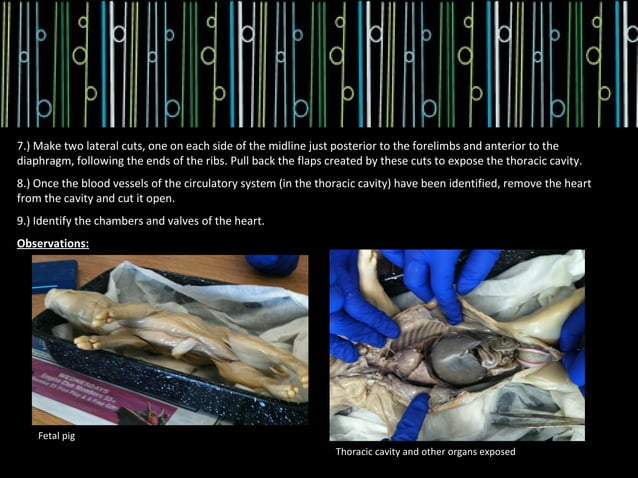 Circulatory System - Dissection of a fetal pig | PPT