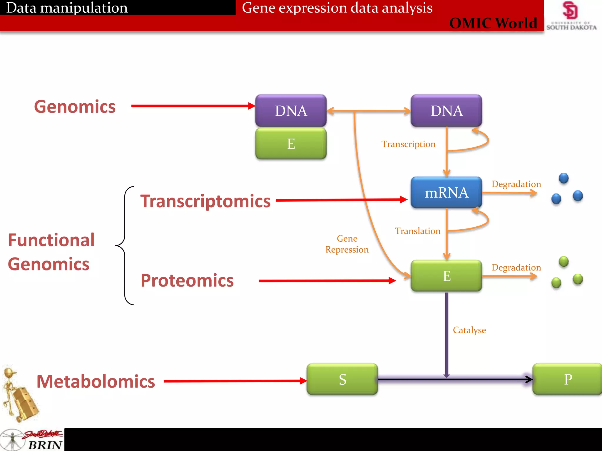 Lab Gene Expression Data Analysis | PPTX