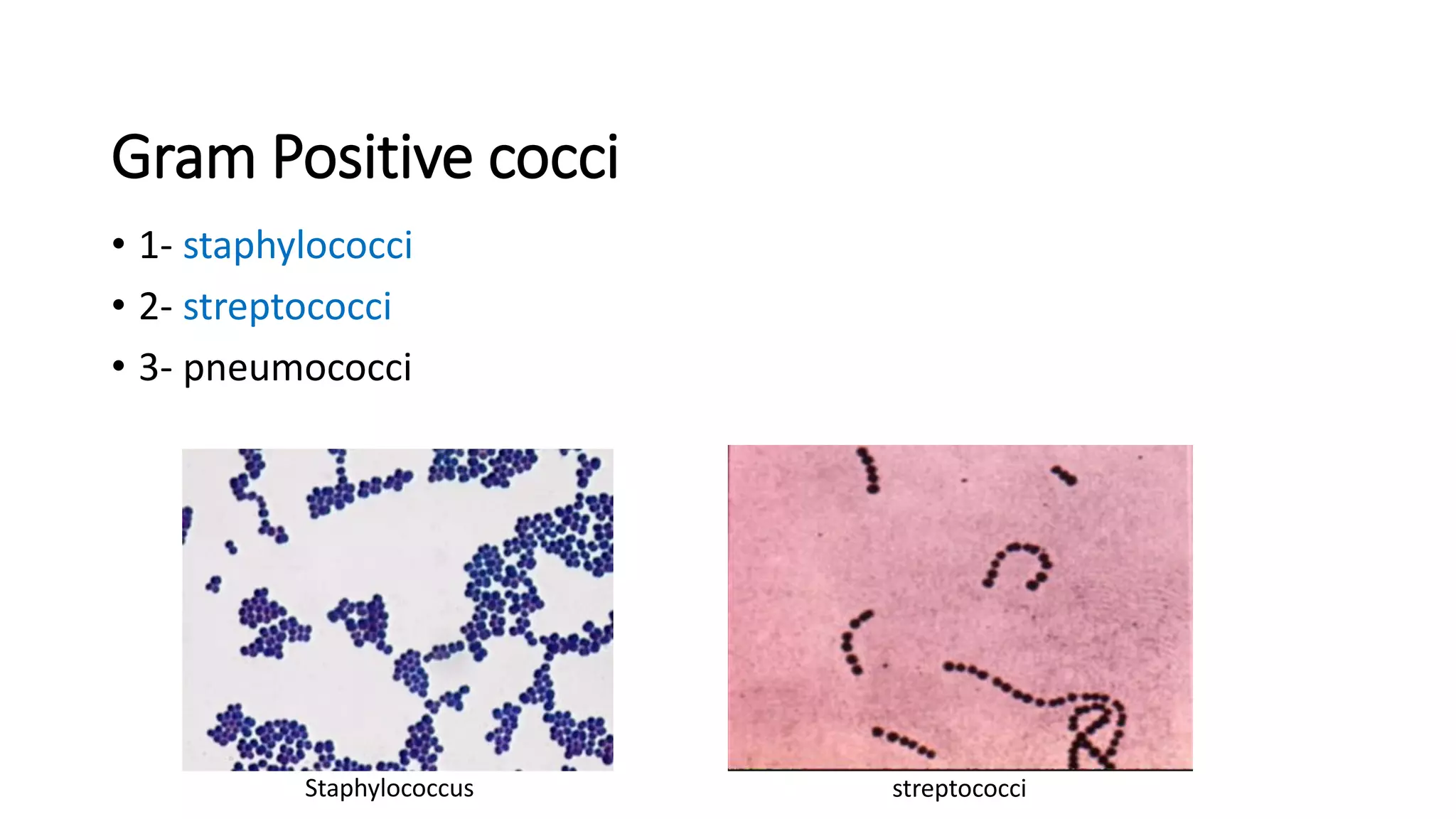 Identification of gram positive cocci | PDF