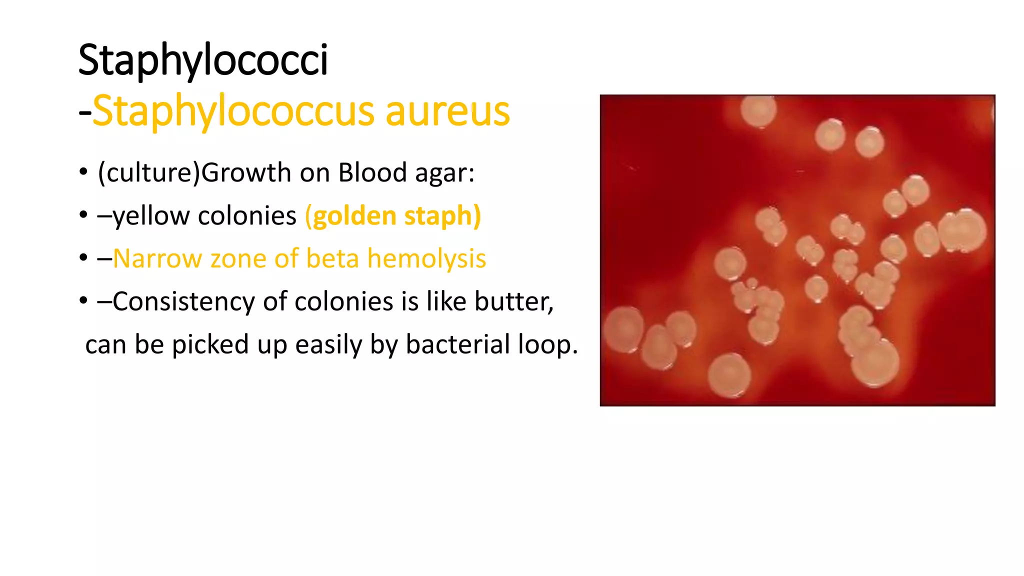 Identification of gram positive cocci | PDF