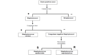 Identification of gram positive cocci | PDF