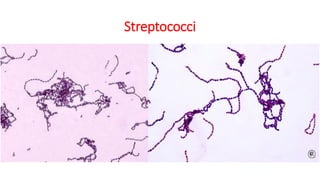 Identification of gram positive cocci | PDF