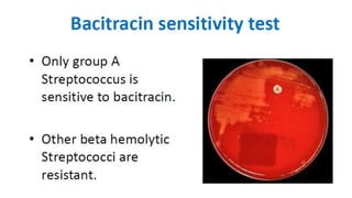 Identification of gram positive cocci | PDF