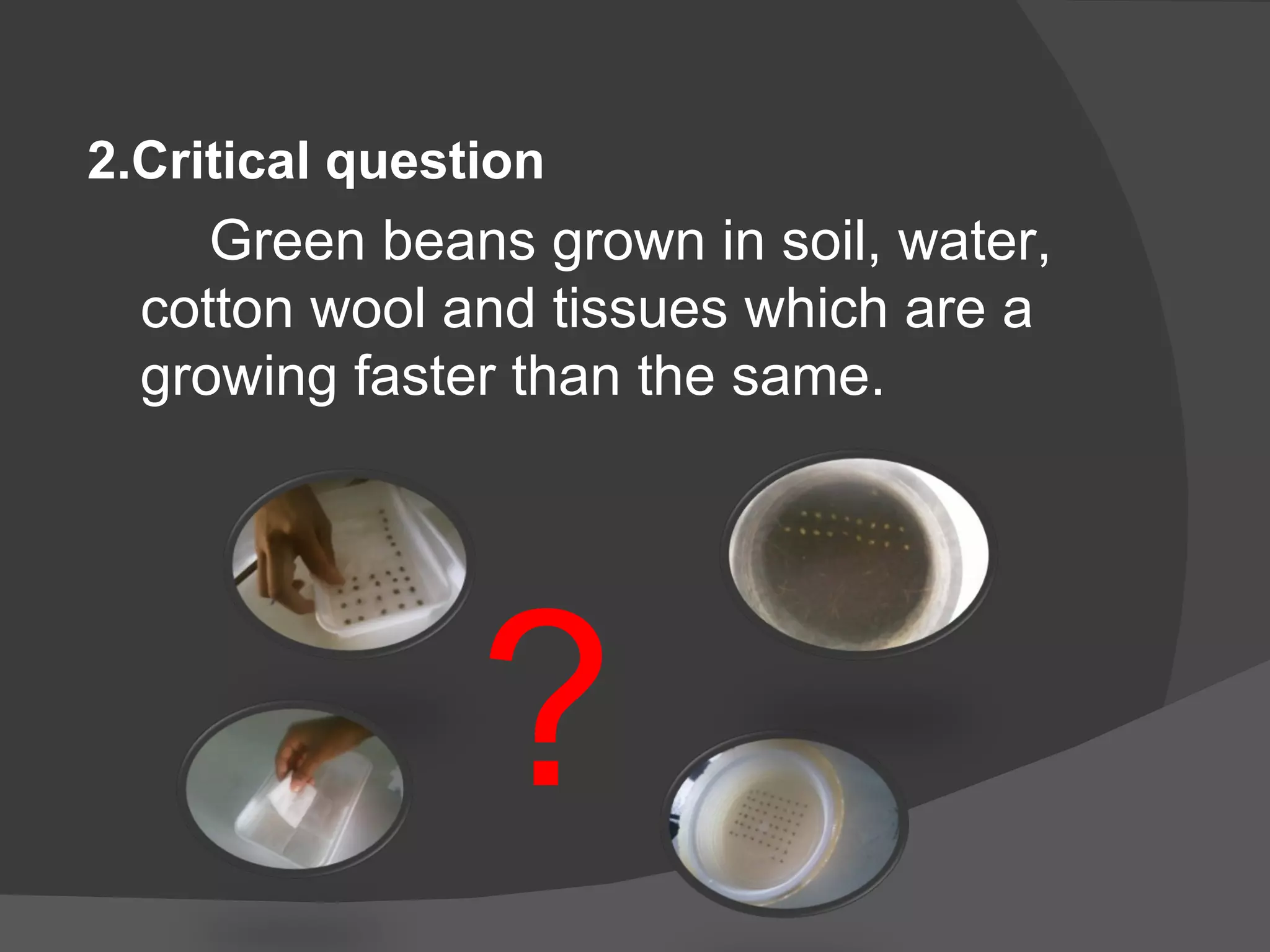 Lab' green mung beans2003 | PPT | Free Download