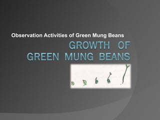 Lab' green mung beans2003 | PPT | Free Download