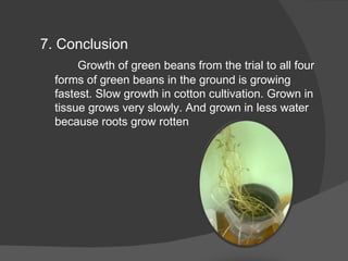 Lab' green mung beans2003 | PPT | Free Download