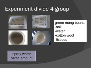 Lab' green mung beans2003 | PPT | Free Download