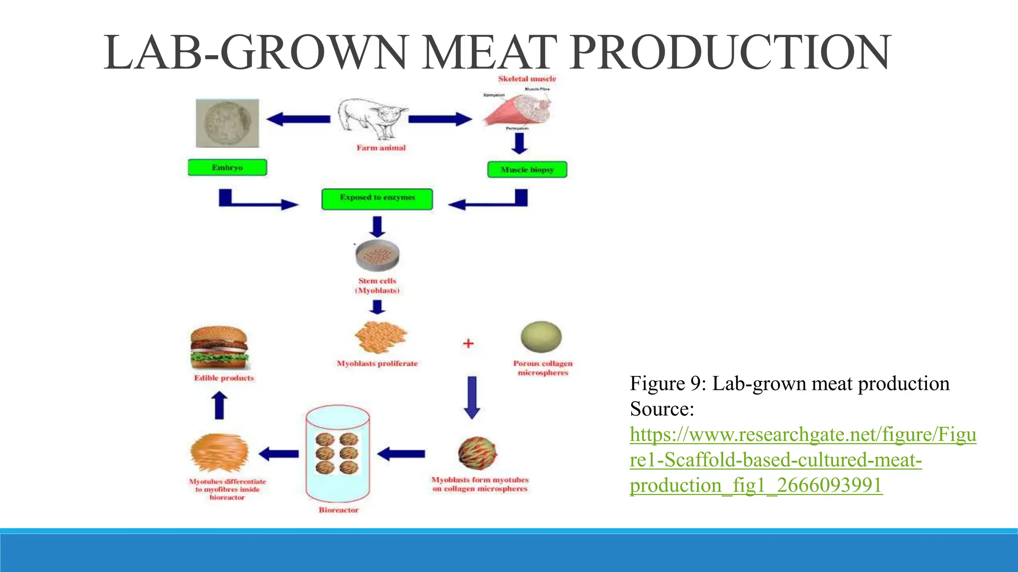 LAB GROWN MEAT.pptxn | PPTX