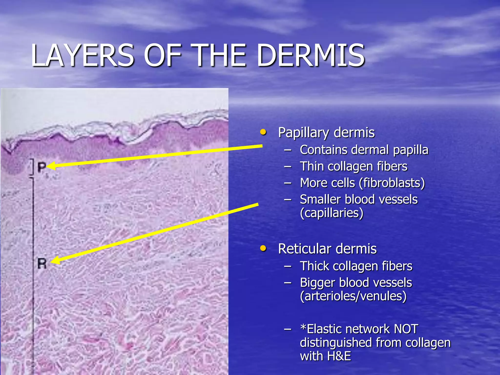 LAB GUIDE ON SKIN 2005.PDF