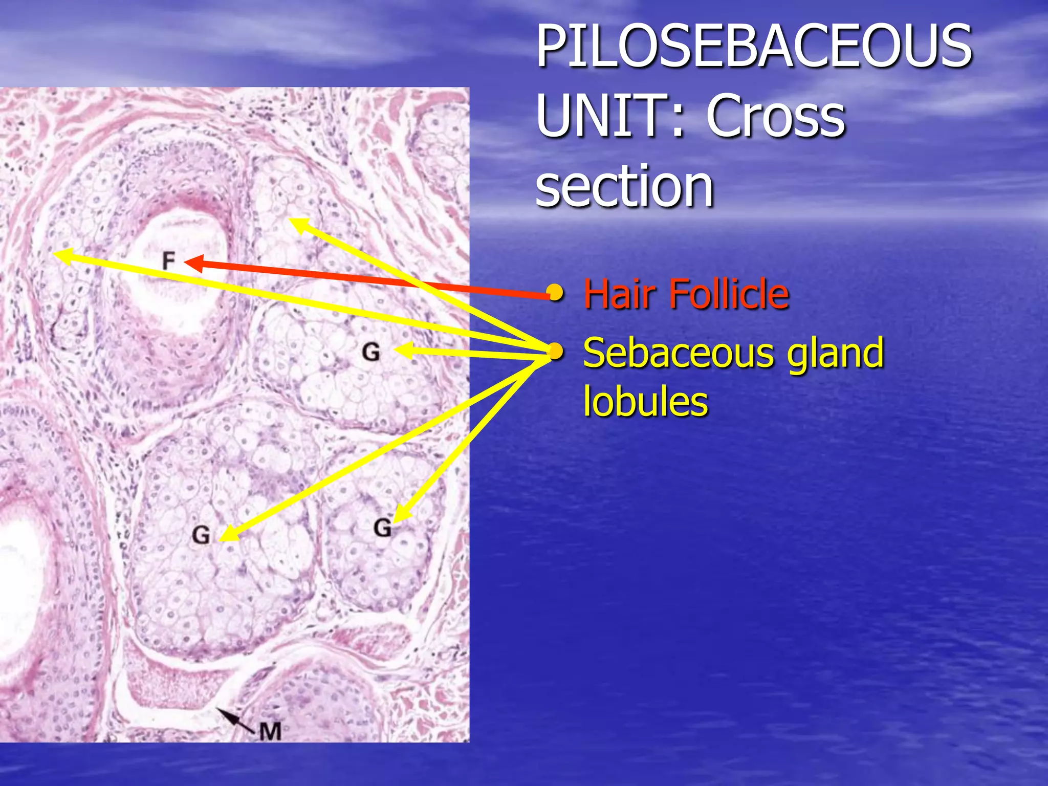 LAB GUIDE ON SKIN 2005.PDF