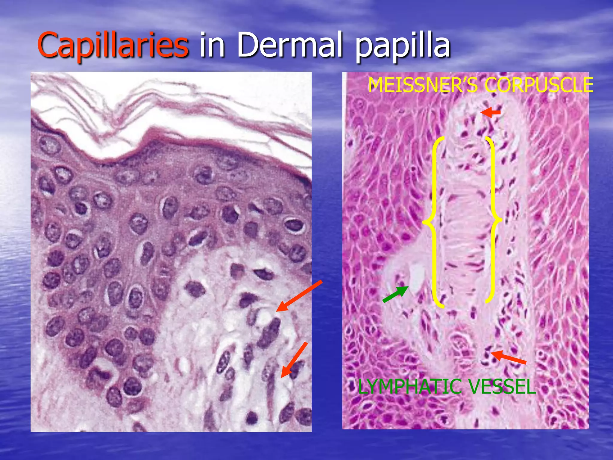 LAB GUIDE ON SKIN 2005.PDF