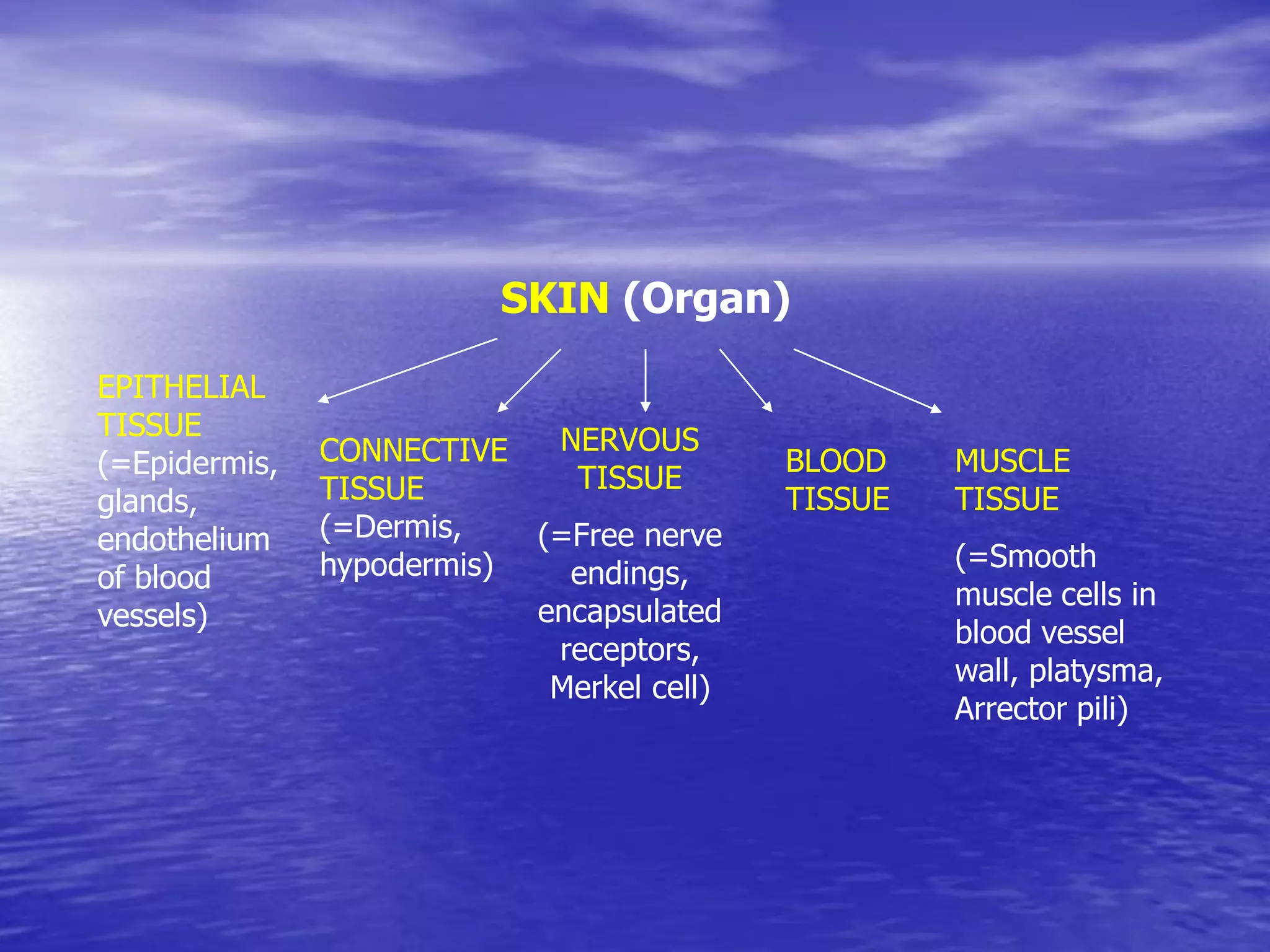 LAB GUIDE ON SKIN 2005.PDF