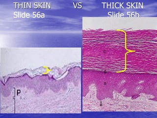 LAB GUIDE ON SKIN 2005.PDF