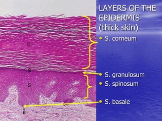 LAB GUIDE ON SKIN 2005.PDF