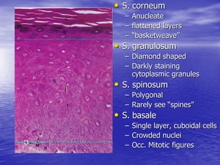 LAB GUIDE ON SKIN 2005.PDF