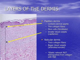 LAB GUIDE ON SKIN 2005.PDF