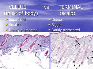 LAB GUIDE ON SKIN 2005.PDF