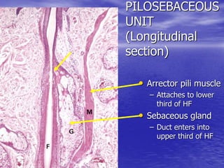 LAB GUIDE ON SKIN 2005.PDF