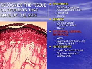 LAB GUIDE ON SKIN 2005.PDF
