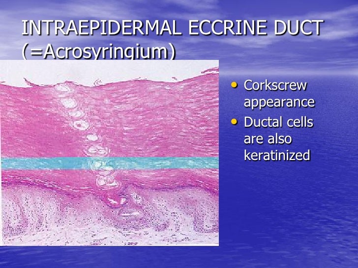 LAB GUIDE ON SKIN 2005.PDF