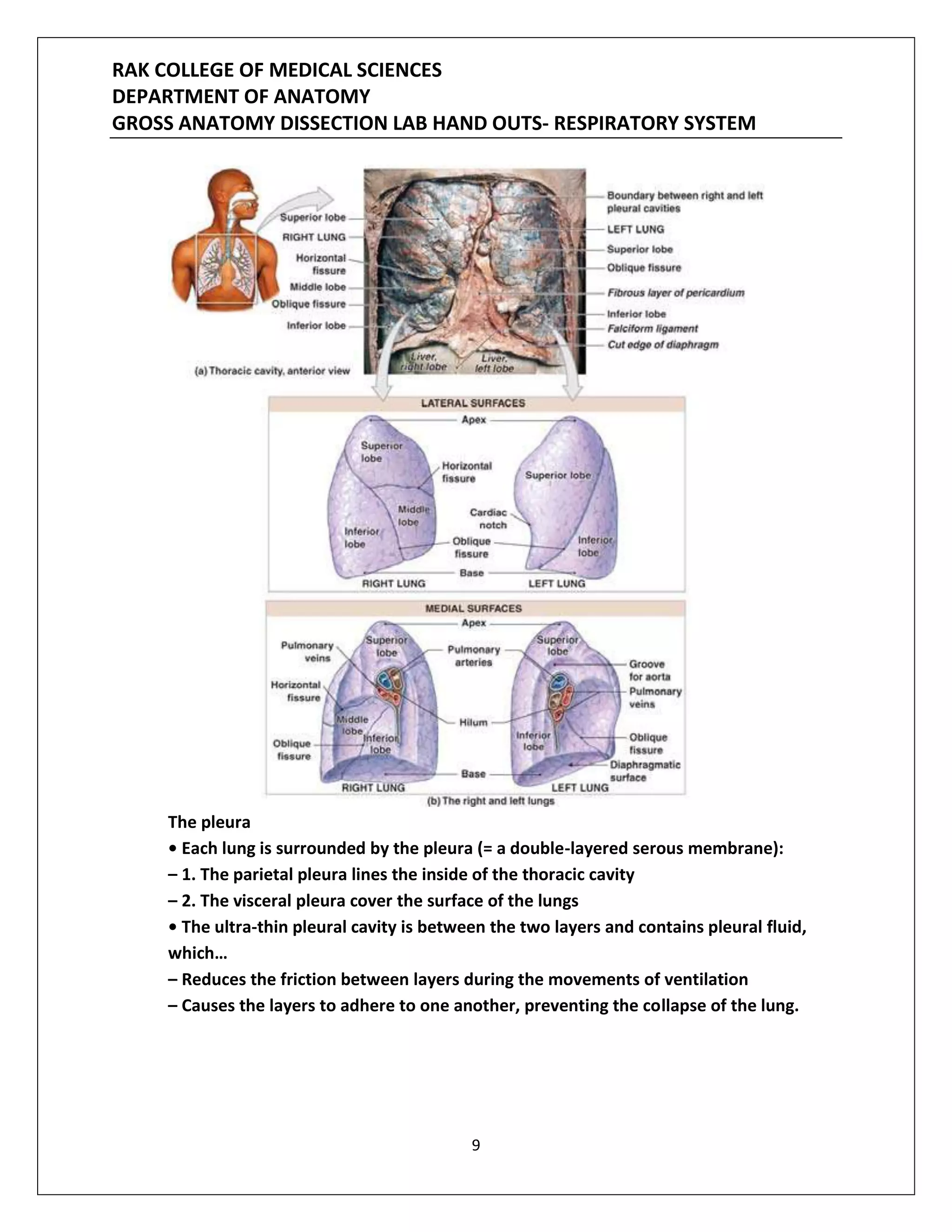 Lab hand outs respiratory system | PDF