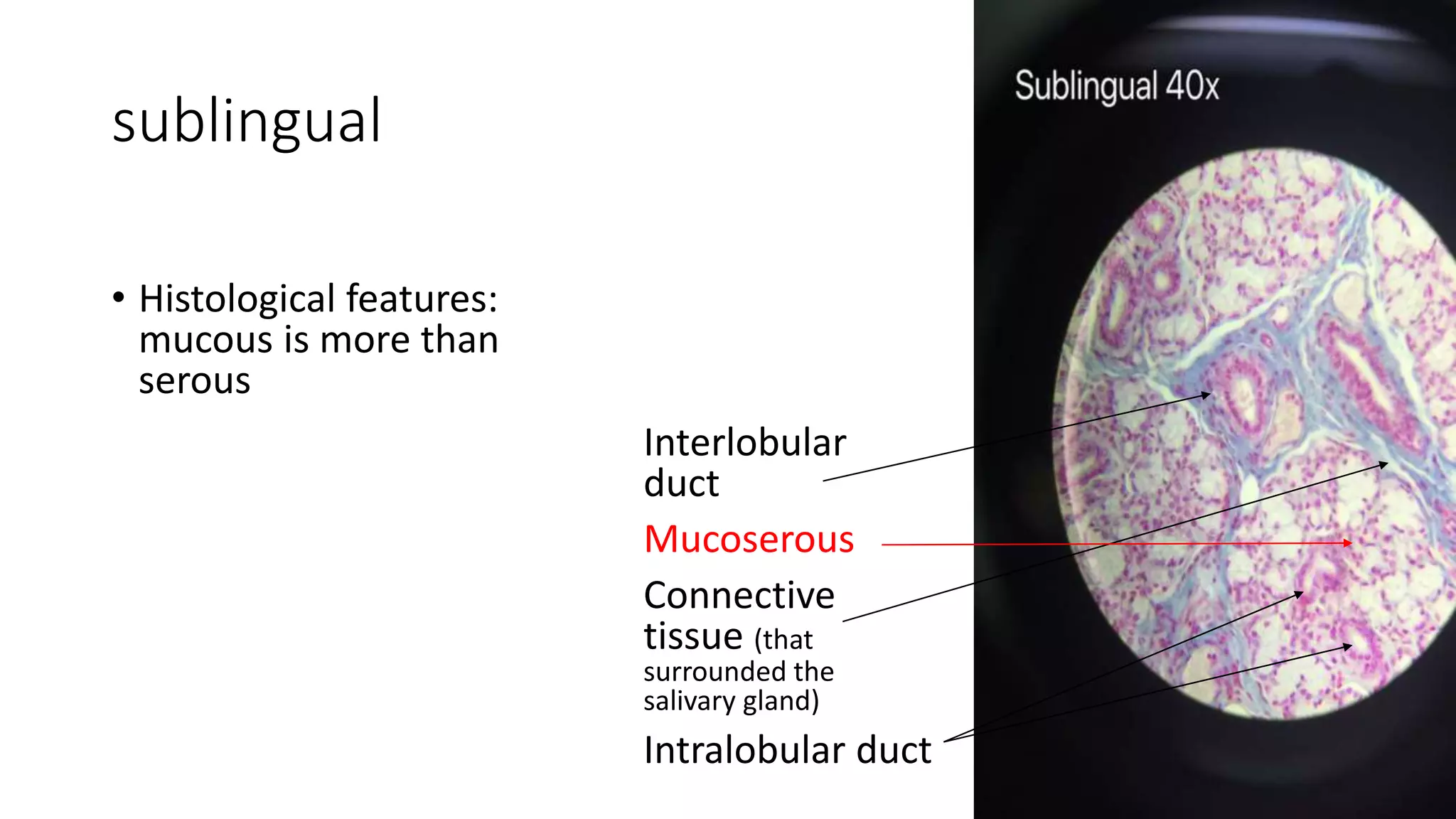 histology slides of GIT system | PPTX