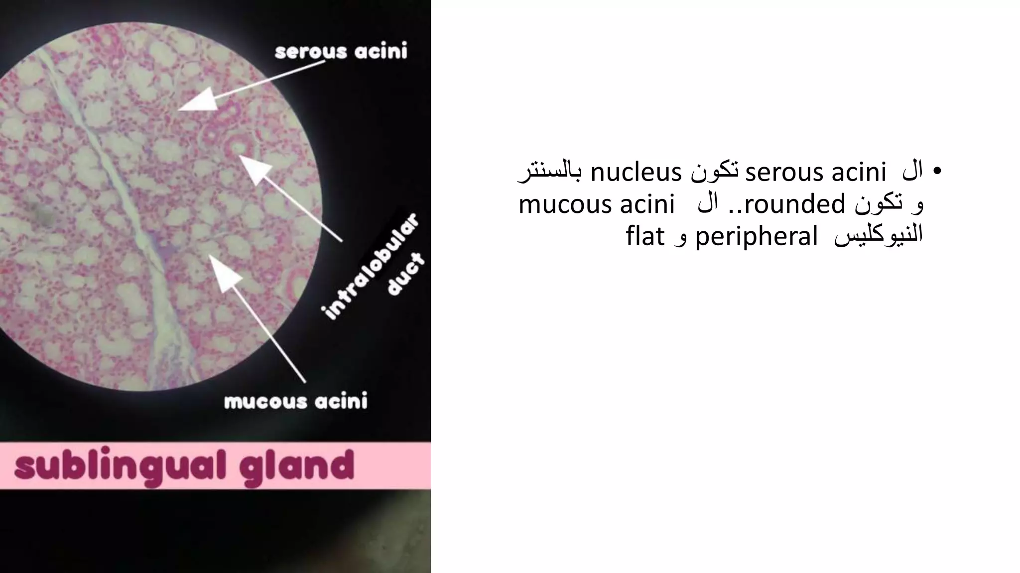 histology slides of GIT system | PPTX