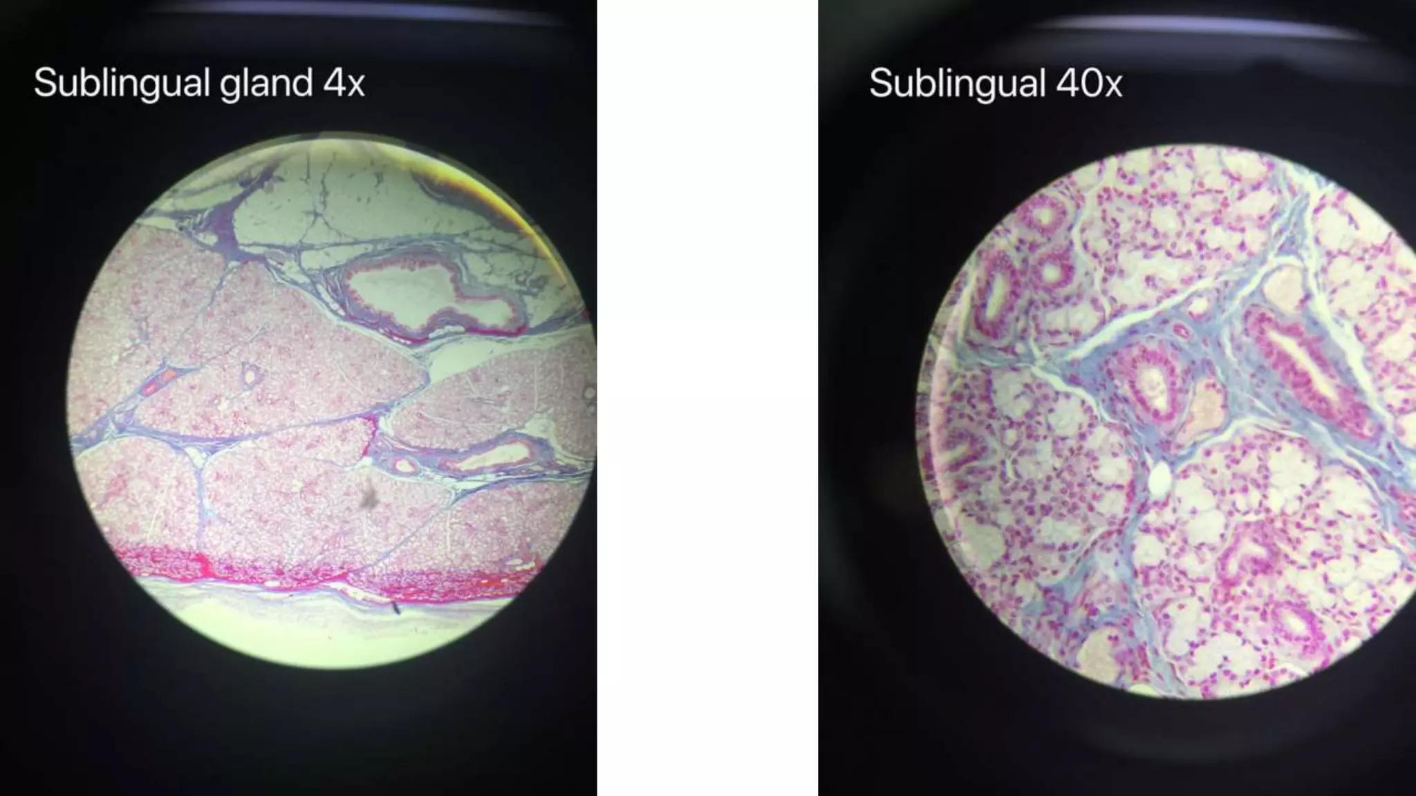 histology slides of GIT system | PPTX