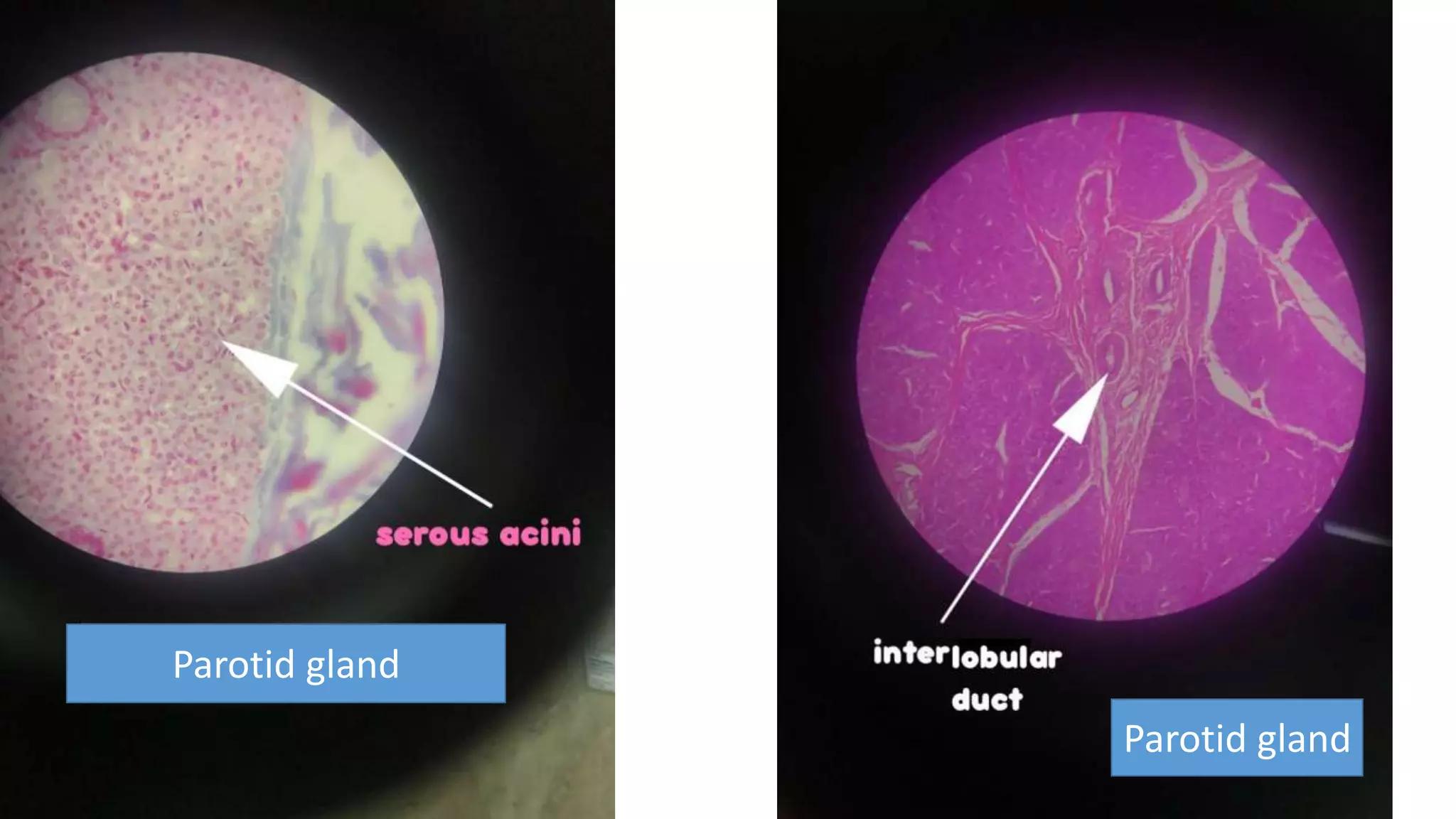 histology slides of GIT system | PPTX