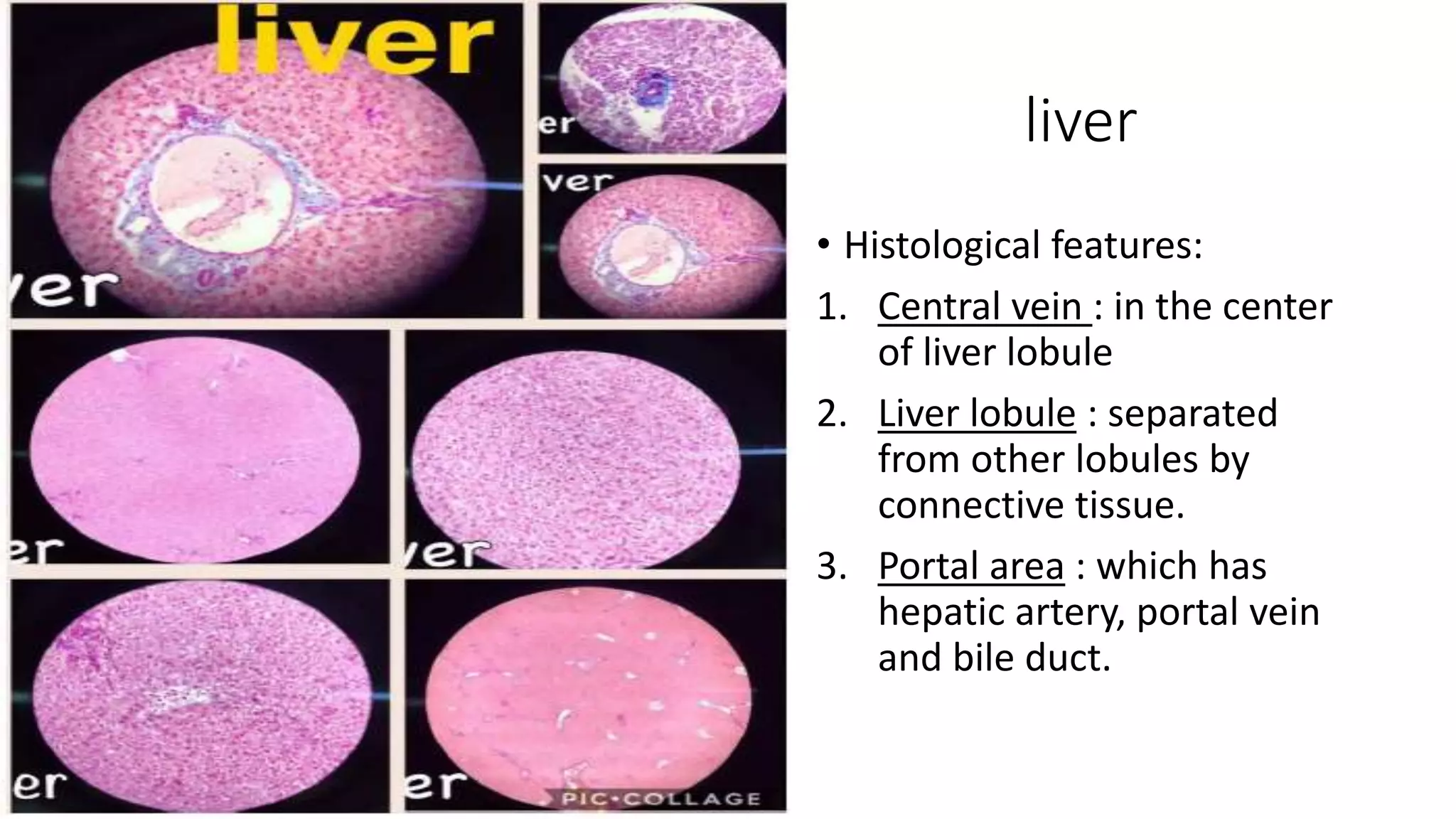 histology slides of GIT system | PPTX