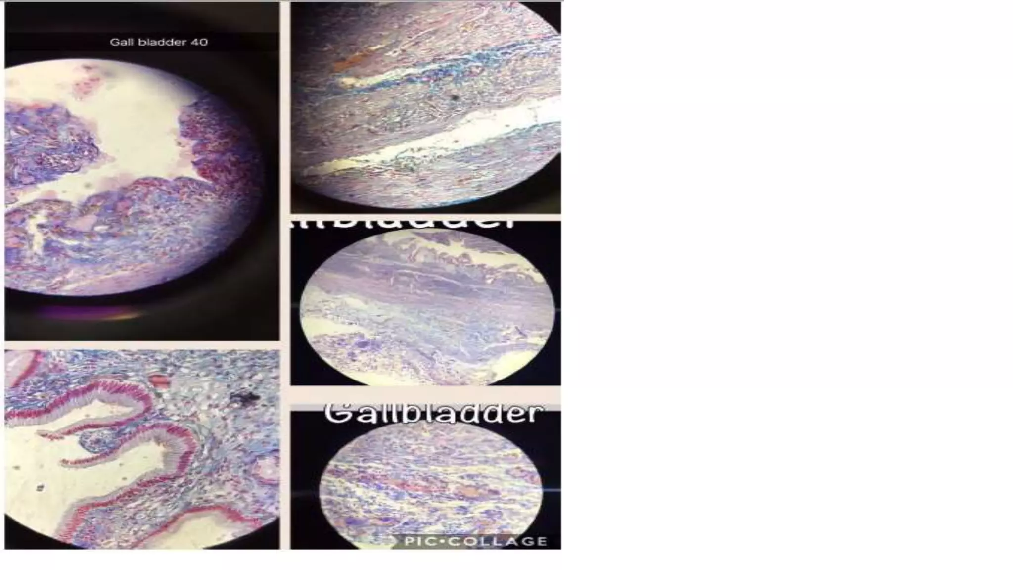 histology slides of GIT system | PPTX