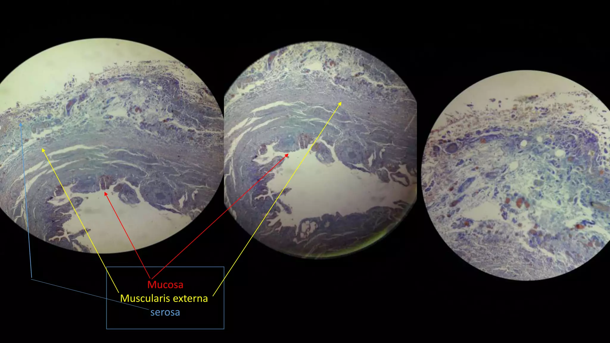 histology slides of GIT system | PPTX