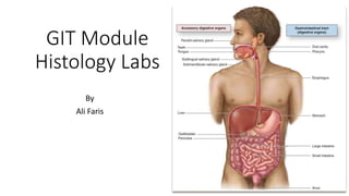 histology slides of GIT system | PPTX