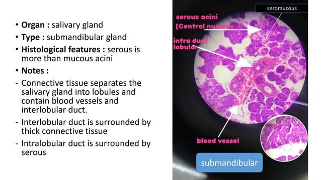 histology slides of GIT system | PPTX