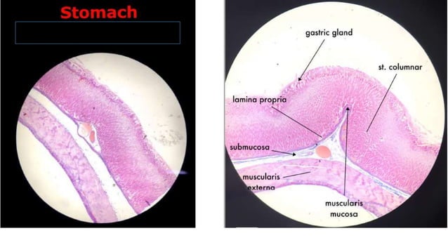 histology slides of GIT system | PPTX