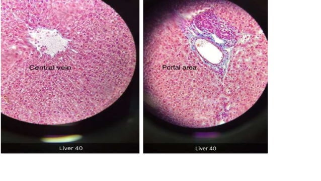 histology slides of GIT system | PPTX