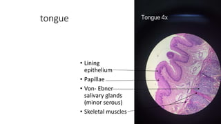 histology slides of GIT system | PPTX