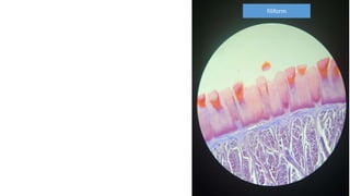 histology slides of GIT system | PPTX