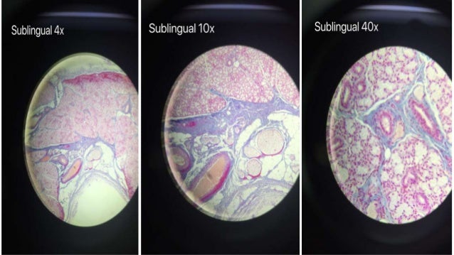Histology Slides Of Git System