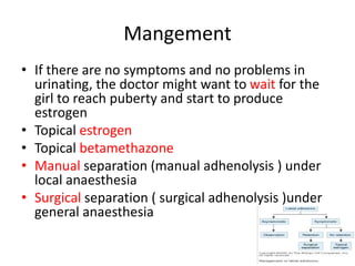 Labial adhesion | PPTX