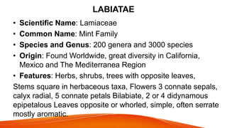 Labiateae | PPTX
