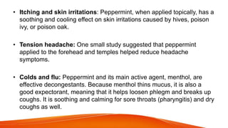 Labiateae | PPTX